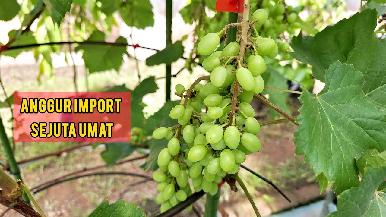 anggur import sejuta umat - YouTube