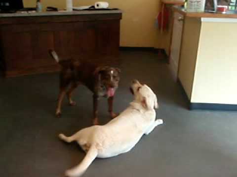 Cooper and Delilah - YouTube