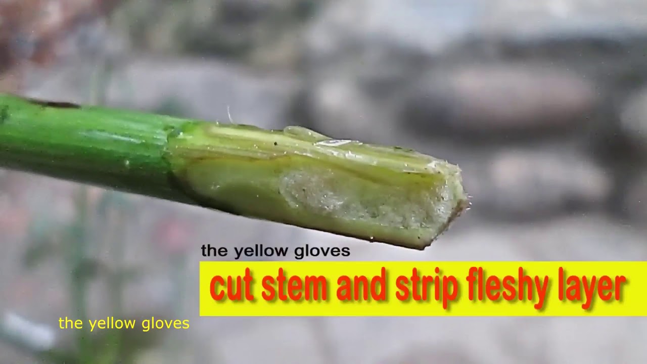 How To grow Roses From Stem Cuttings - super fast - YouTube