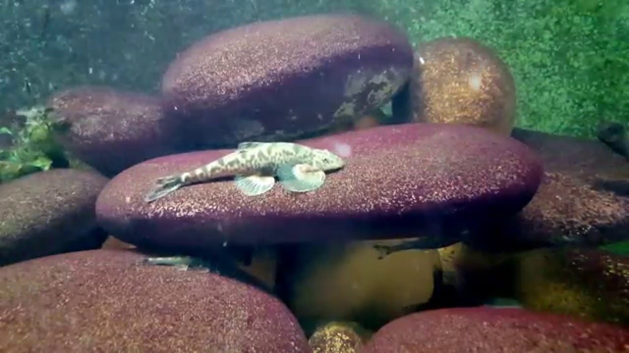 Balitora mysorensis [Watch in HD] - YouTube