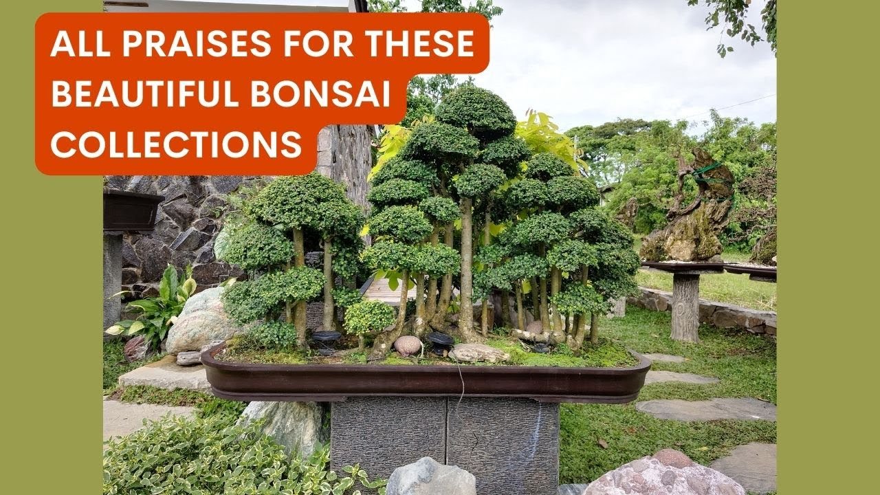 Bonsai Garden Visit #37 - At Manuel & Susan Lee's House & Garden ...