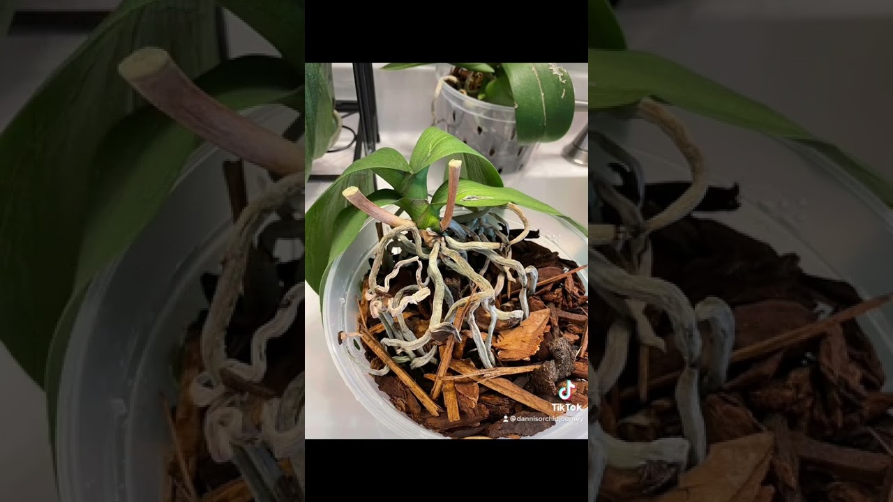 Phalaenopsis Roots, What Should They Look 👀 Like - YouTube