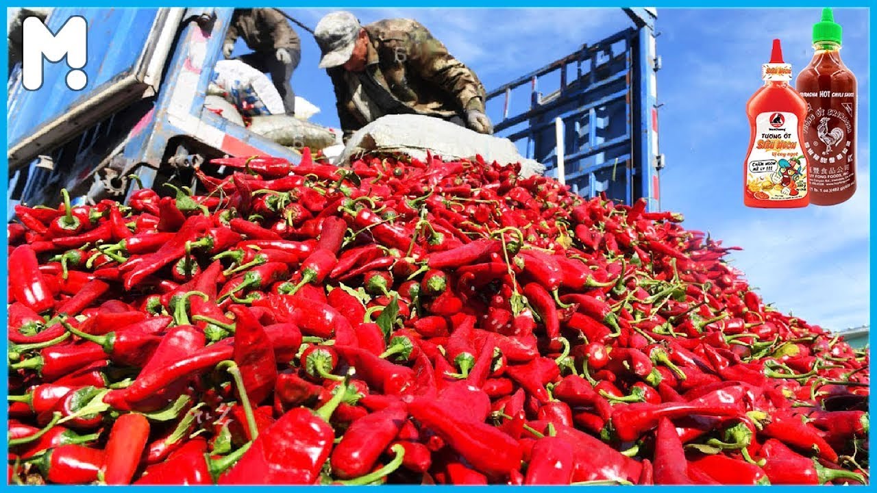 🌶️ Awesome Chili Farming Agriculture Technology - Paprika Harvesting ...