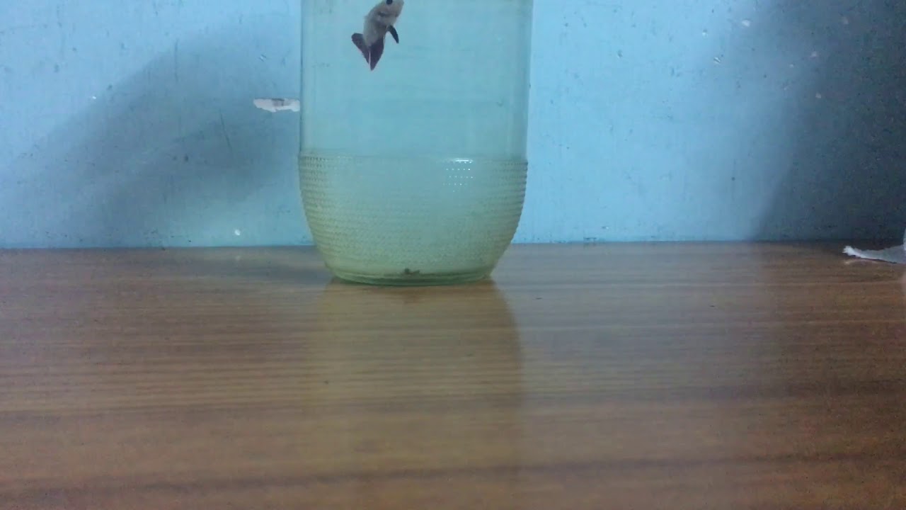 How to train a bet fish(female) - YouTube