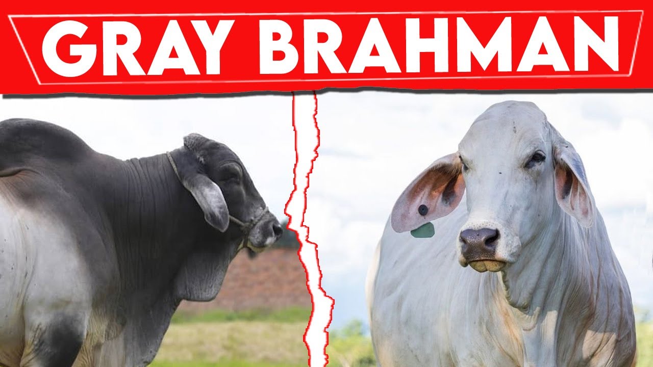 ⭕ Biggest BRAHMAN Cows and BULLS Every Breed In The World || Brahman ...