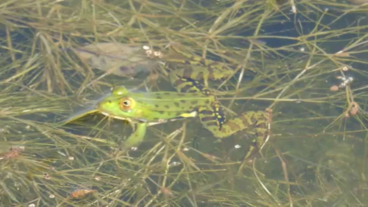 Rana verde italiana, Italian Pool Frog (Pelophylax bergeri) - YouTube