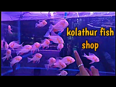 Kolathur fish shop | color fishs & beautiful aquarium fishes | Tamil ...