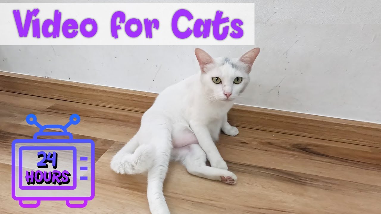 24 HOUR Relaxing Music for Cats with Anxiety | Sleep Music for Cats ...