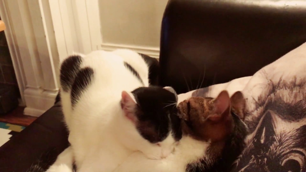 My two cat sons - YouTube