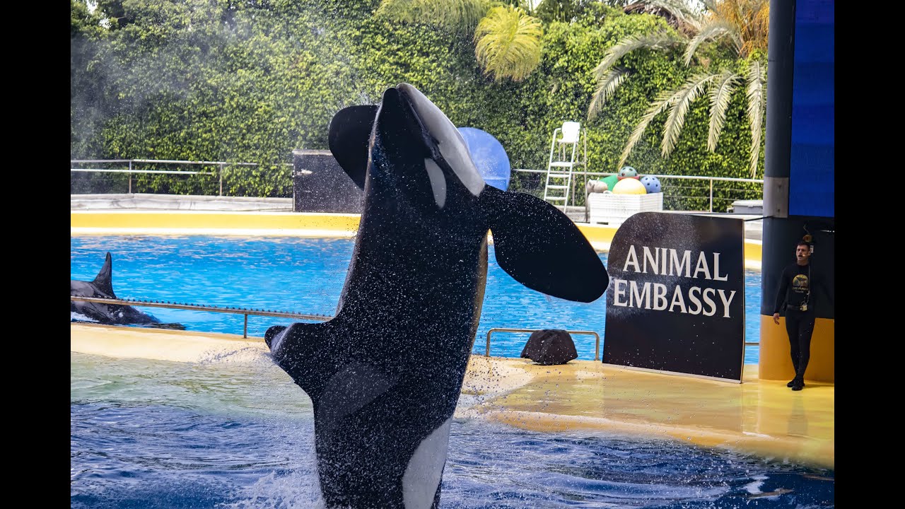 Loro Parque 2022 - Orcas in slow motion - YouTube