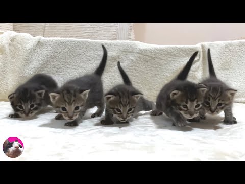 Yavru kediler nasıl büyür: 0 günlükten -1 yaşına kadar!