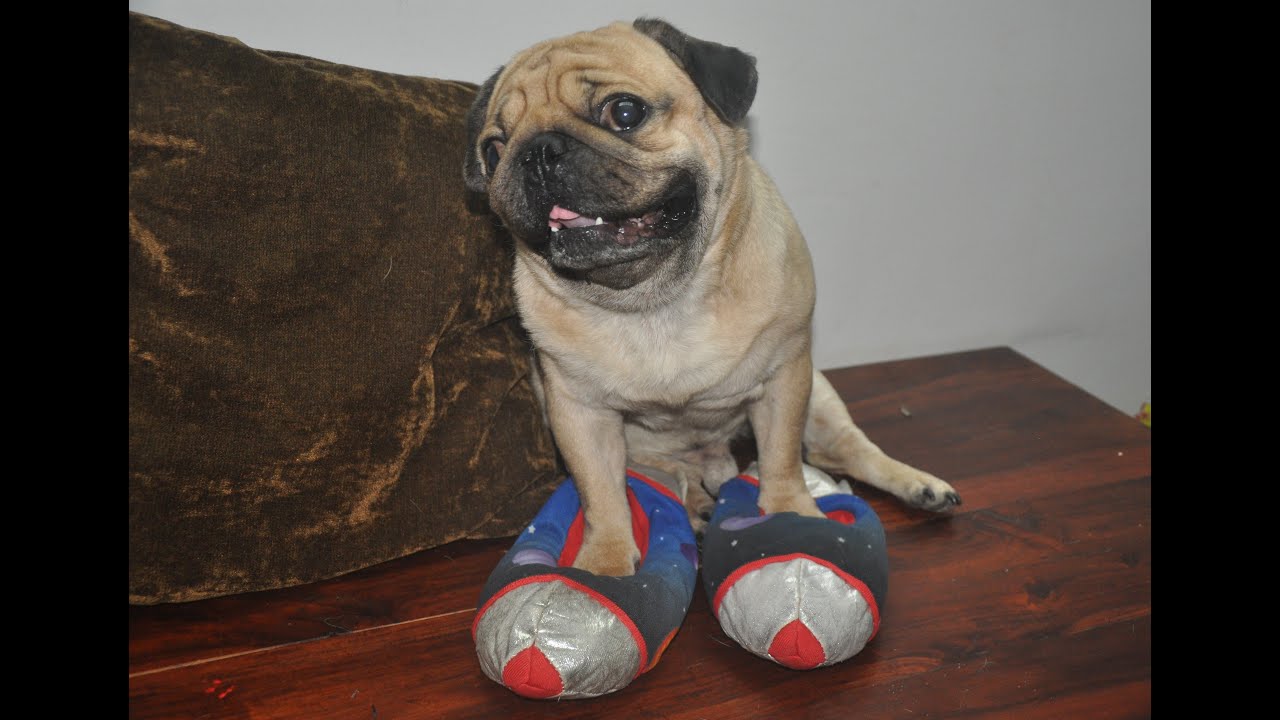 Cutest Pug Training - YouTube