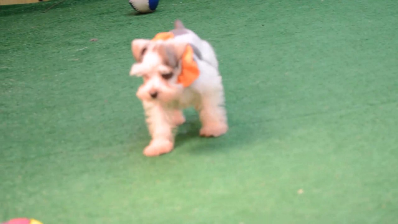 huey hugo 11 26 16 - YouTube