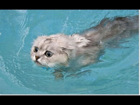 Lessons for cats. How to learn to swim - YouTube