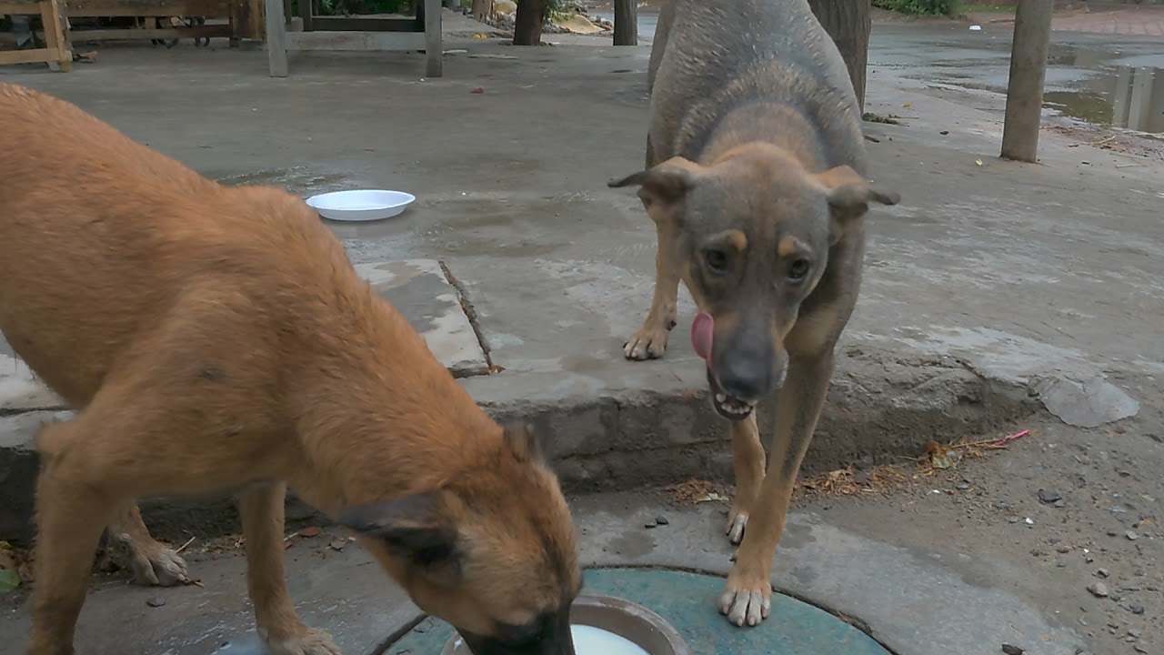 Feeding The Stray Dogs | Drinking Milk | Best Feeling Ever | Fell In ...
