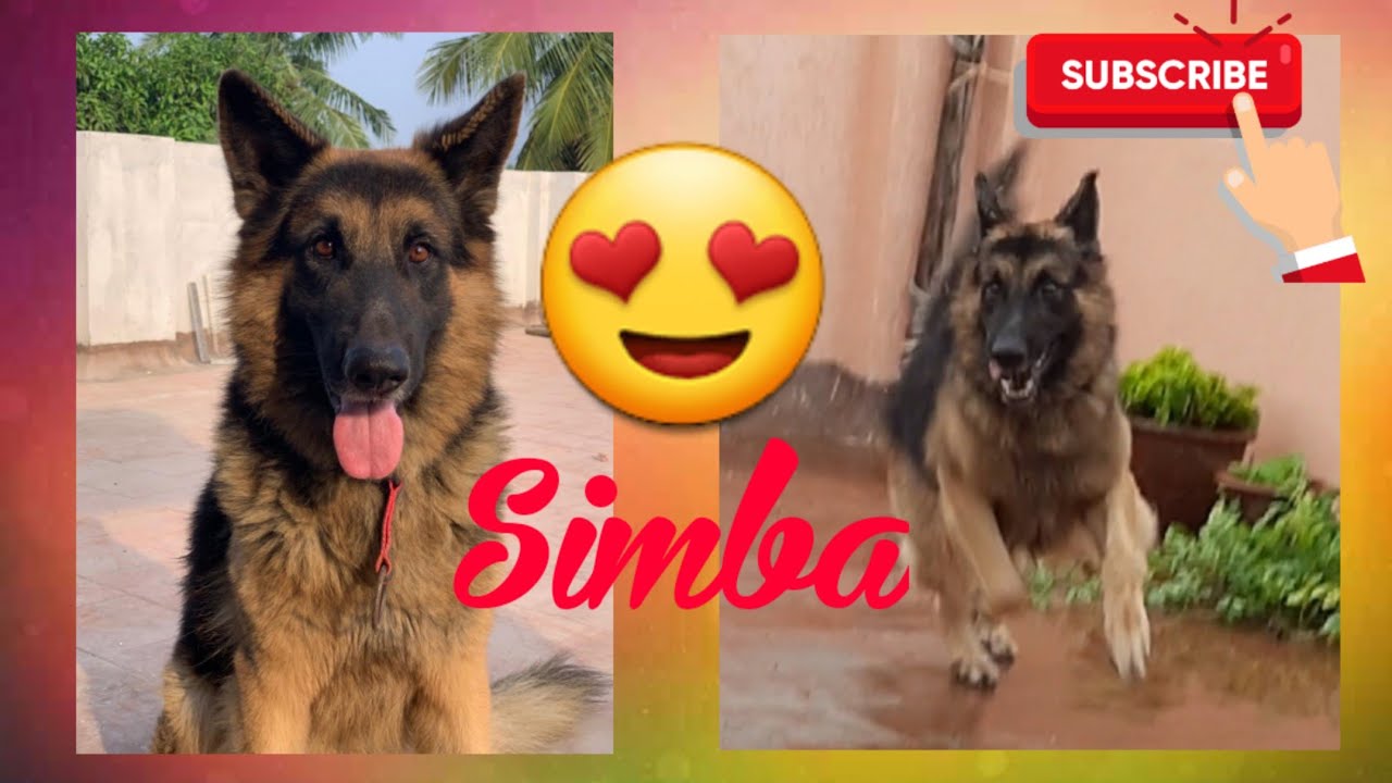 My Simba (GSD) playing in rain song 😍🐶 - YouTube