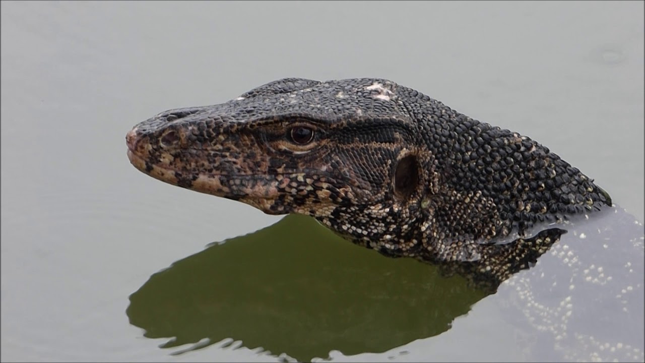 Varano acuático (Varanus salvator) en Ayutthaya - YouTube