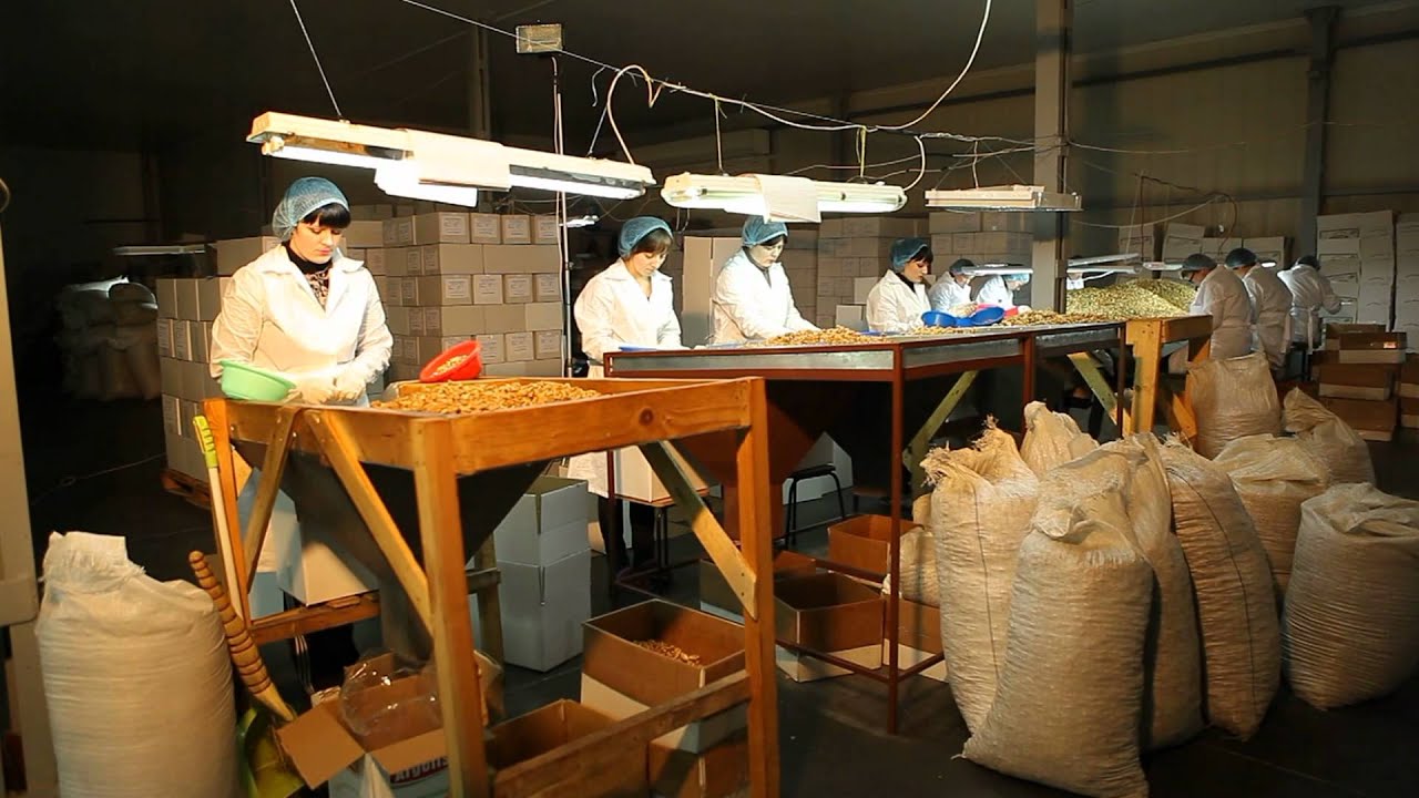 factory of walnuts - YouTube