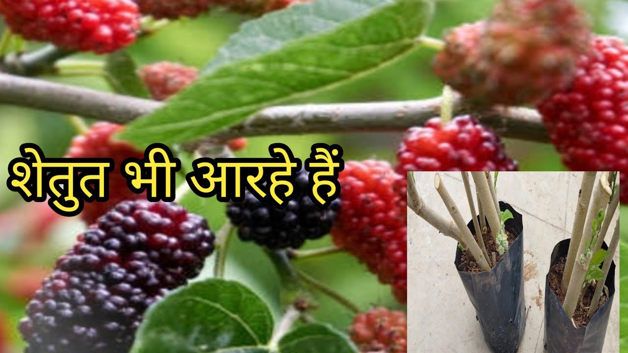 Shahtut / Mulberry Cuttings Apdate |shahtoot भी आरहे है | without ...
