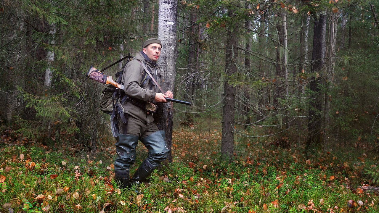 Grouse hunting in the taiga. I got a bird for dinner. Hunting with an ...