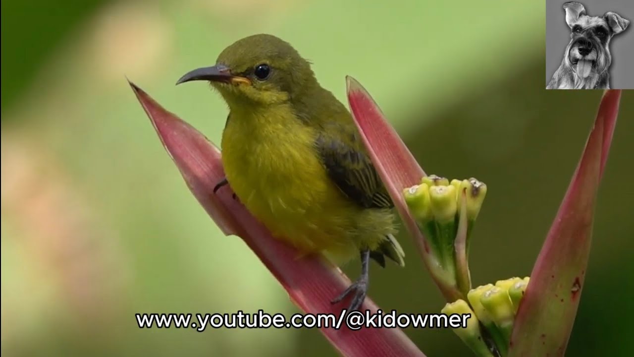 A Pair of cute ORNATE SUNBIRD Chicks (fledglings) - YouTube
