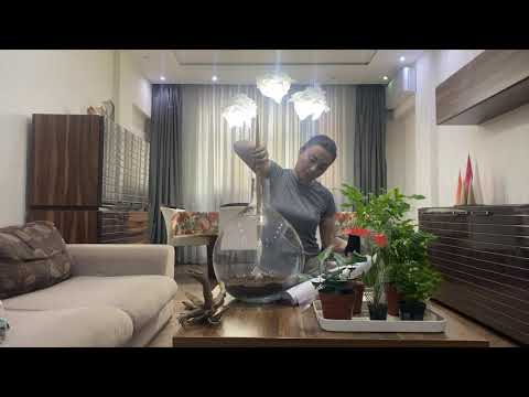 My experience with ''big brother'' florarium/Making a closed terrarium ...