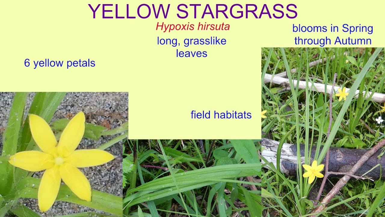 YELLOW STARGRASS - YouTube