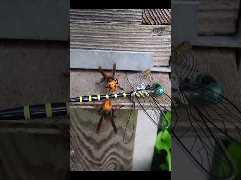 Are Wasps Afraid Of Dragonflies