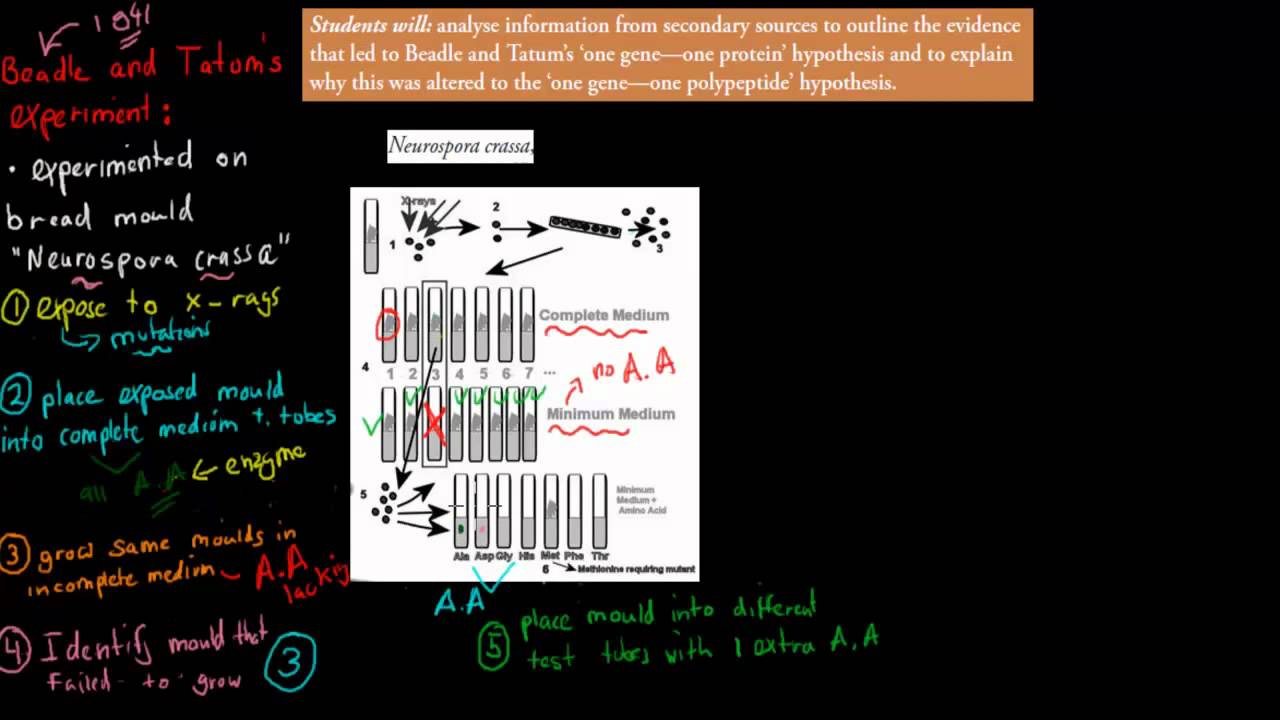 8. One gene - One polypeptide (HSC biology) - YouTube