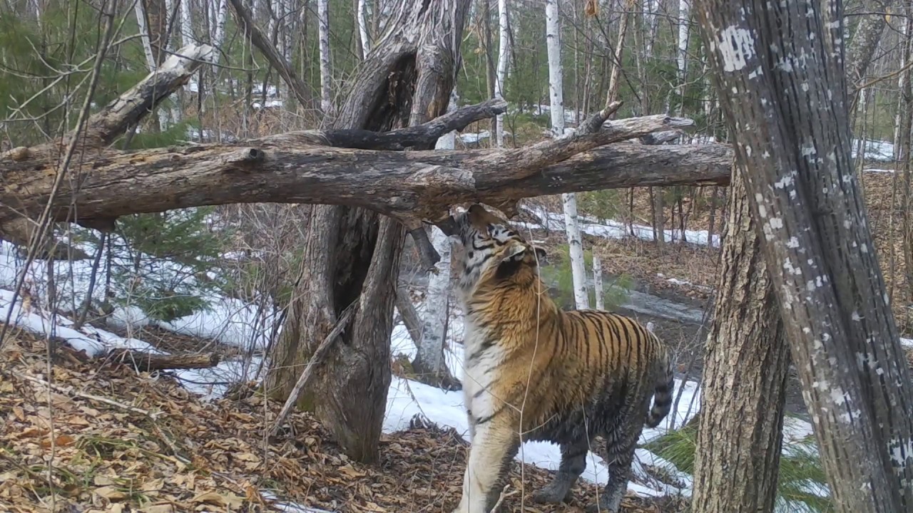 Siberian Tiger caught on camera trap set during our 'Realm of the ...