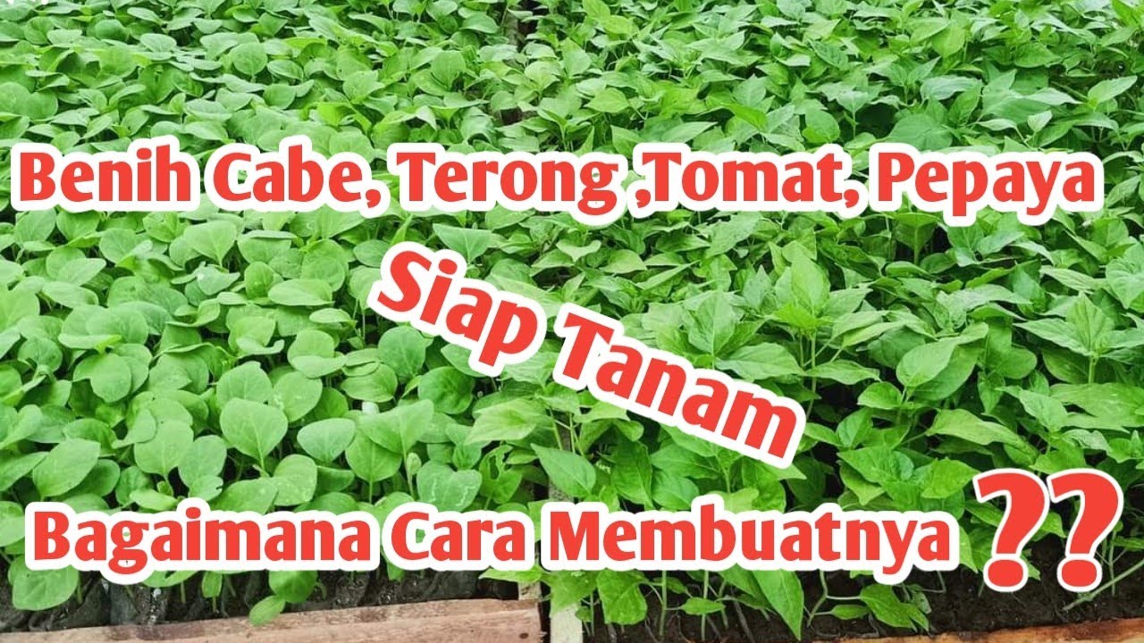 Cara Menanam Cabe ,Tomat ,Terong Dari Biji #cara #caramenanam 22 ...