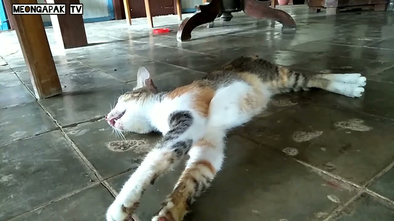 Sedih lihatnya!!! Detik detik kucing sekarat karena keracunan - YouTube