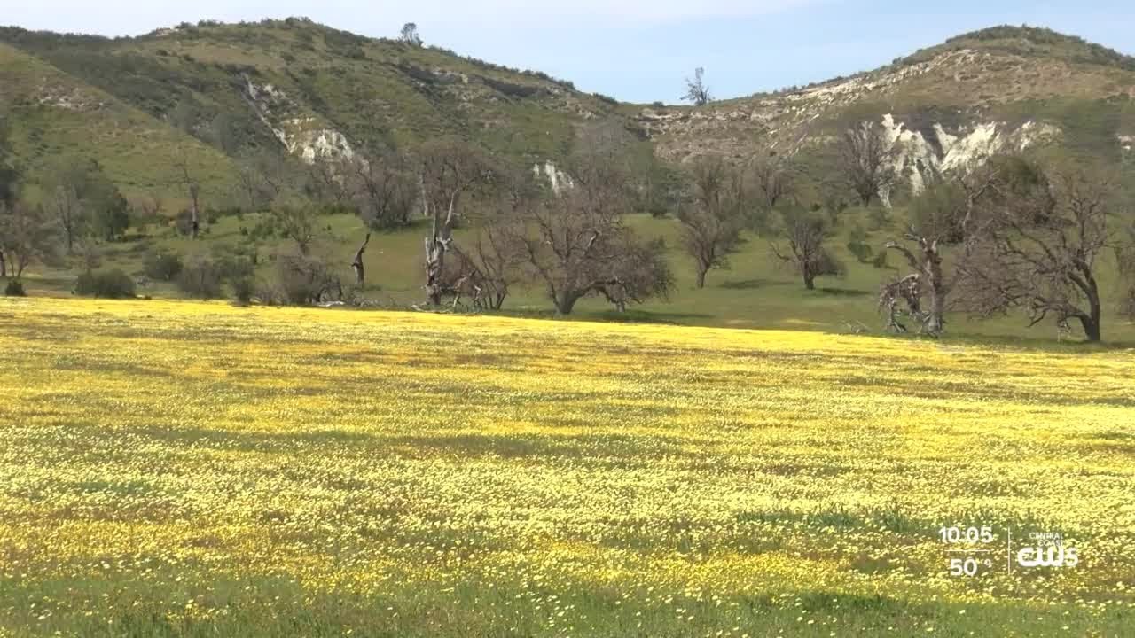 Spring super bloom taking off around California Valley - YouTube