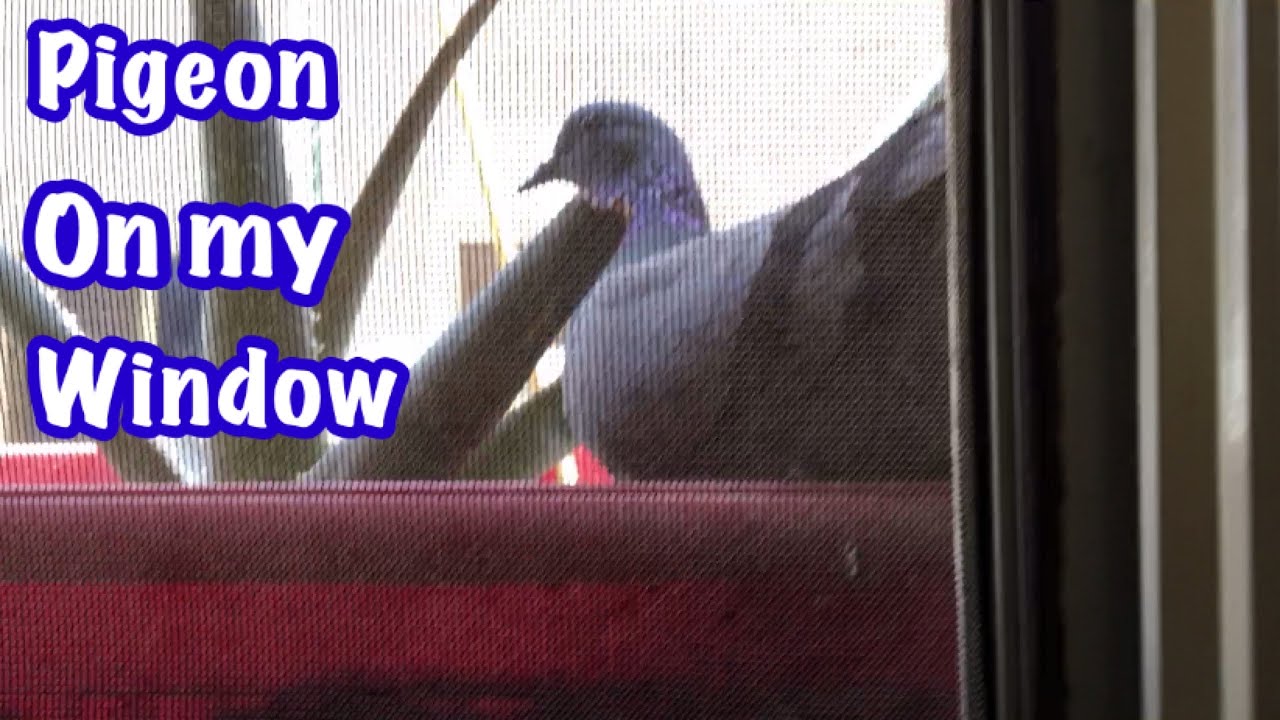 PIGEON ON MY WINDOW,MAY 1,2021 - YouTube