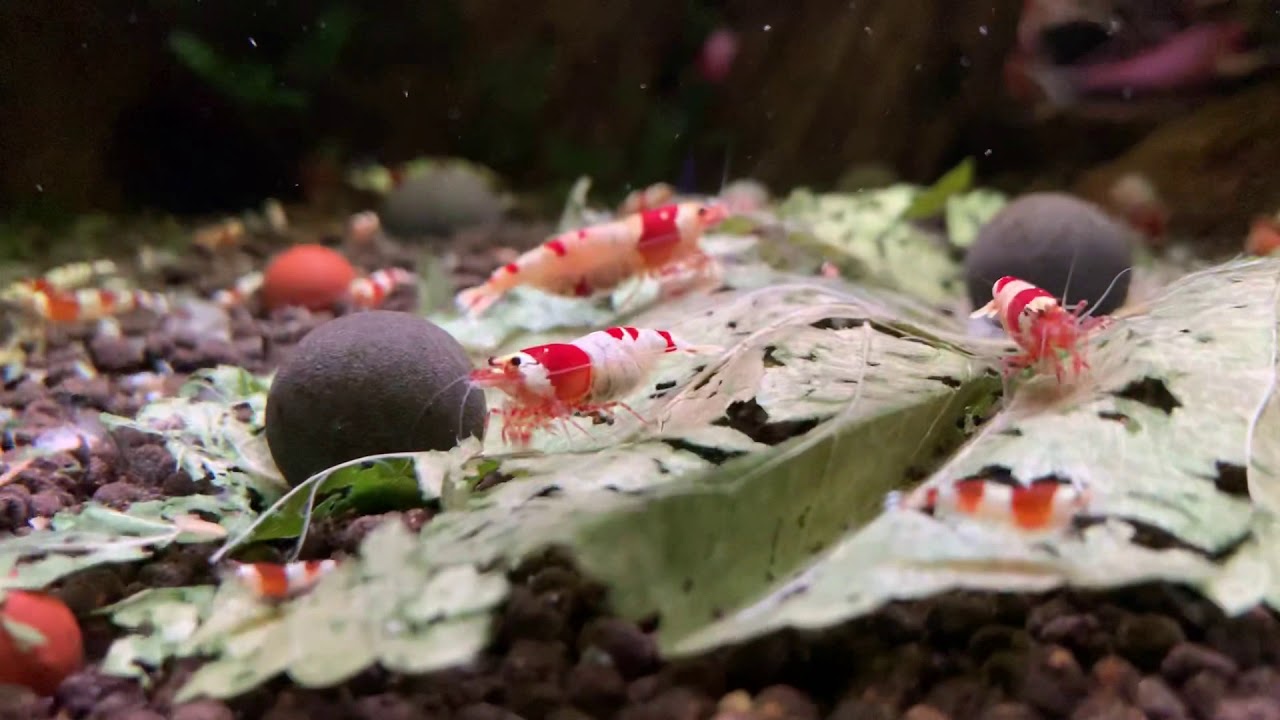 Berried crystal red shrimp - YouTube