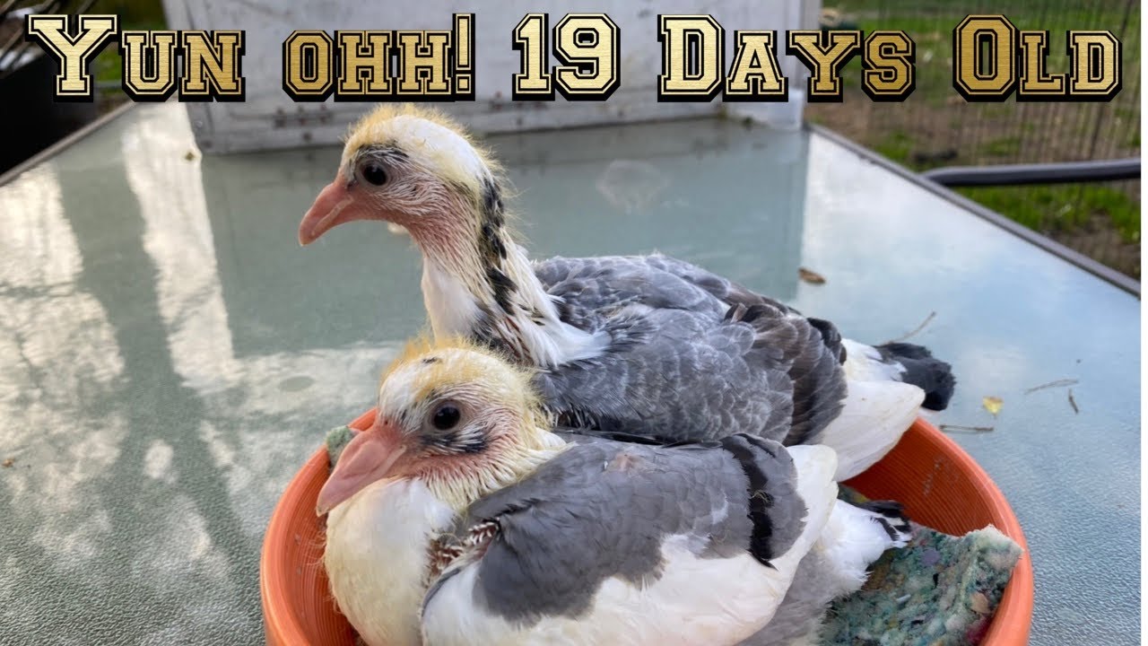 Kalapati Breeding update 19 days old - Virginia Beach - YouTube