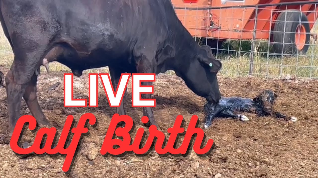 ACTUAL LIVE CALF BIRTH! So cool!! - YouTube