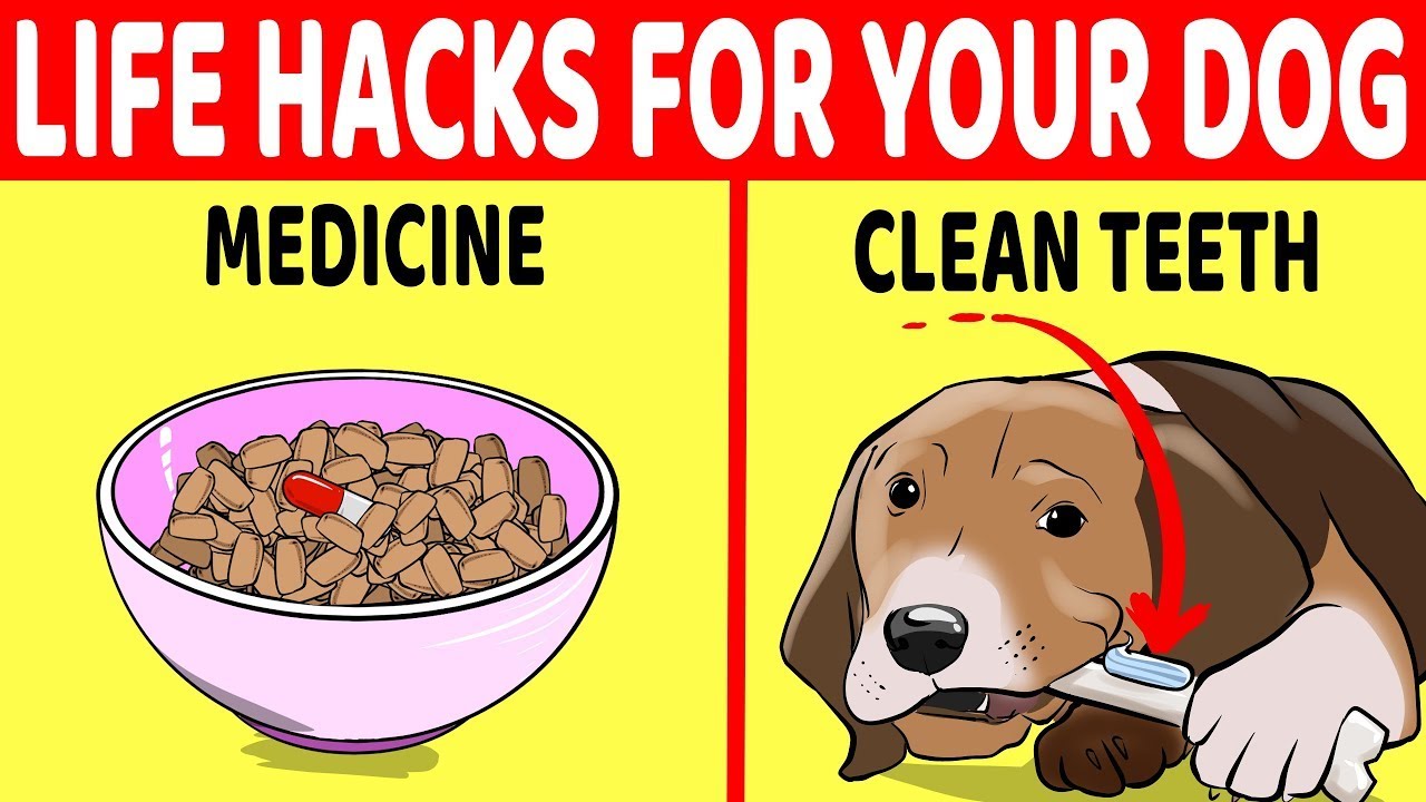12 Life Hacks For Dog Owners - YouTube
