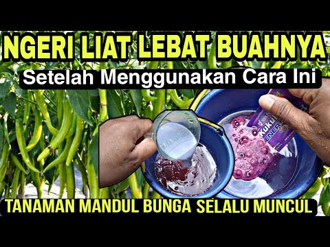 𝗠𝗘𝗥𝗜𝗡𝗗𝗜𝗡𝗚 𝗹𝗶𝗮𝘁 𝗹𝗲𝗯𝗮𝘁 𝗯𝘂𝗮𝗵𝗻𝘆𝗮 𝘀𝗲𝘁𝗲𝗹𝗮𝗵 𝗱𝗶𝘀𝗶𝗿𝗮𝗺 𝗺𝗲𝗻𝗴𝗴𝘂𝗻𝗮𝗸𝗮𝗻 𝗰𝗮𝗿𝗮 𝗶𝗻𝗶 - YouTube