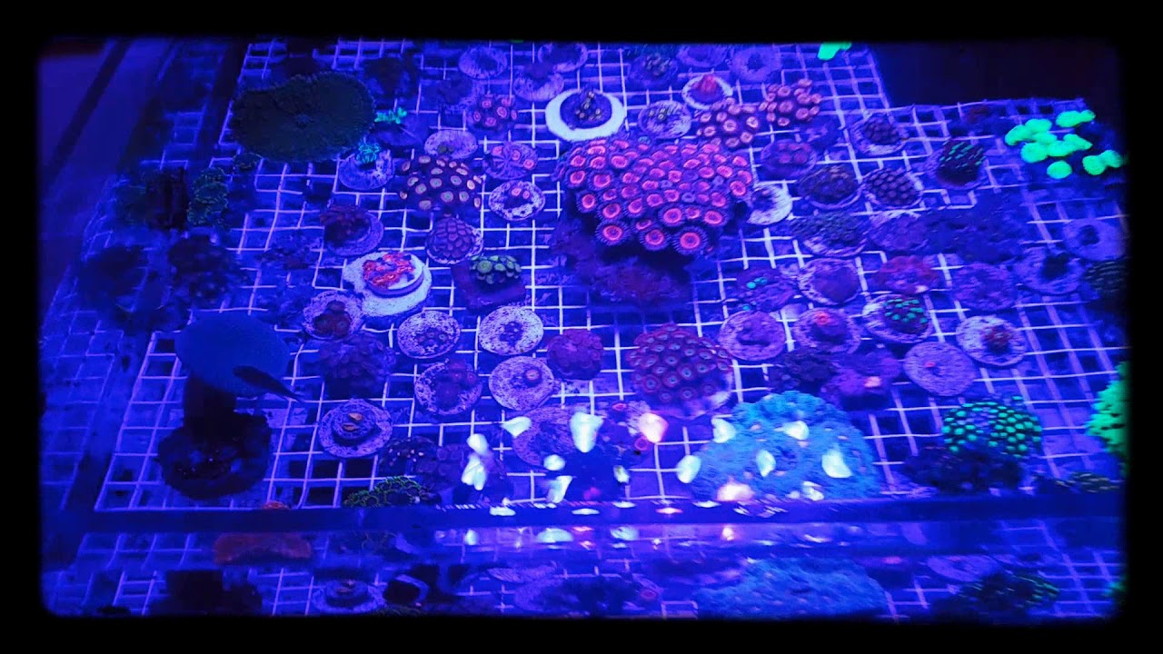 Frag tank big corals tank - YouTube