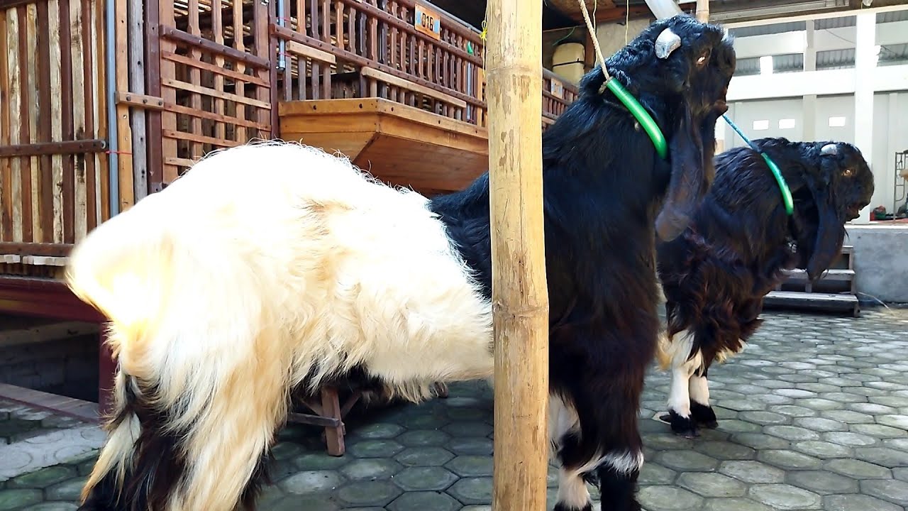 Three big jamnapari goat | Goat farming in village - YouTube