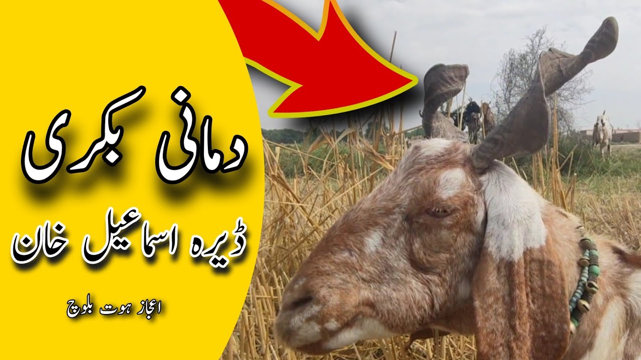 Damani Goats Damani Nasal Dera Ismail Khan Damani Breed - YouTube