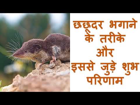 छछूदर भगाने के तरीके/chachudar bhagane ke tarike - YouTube