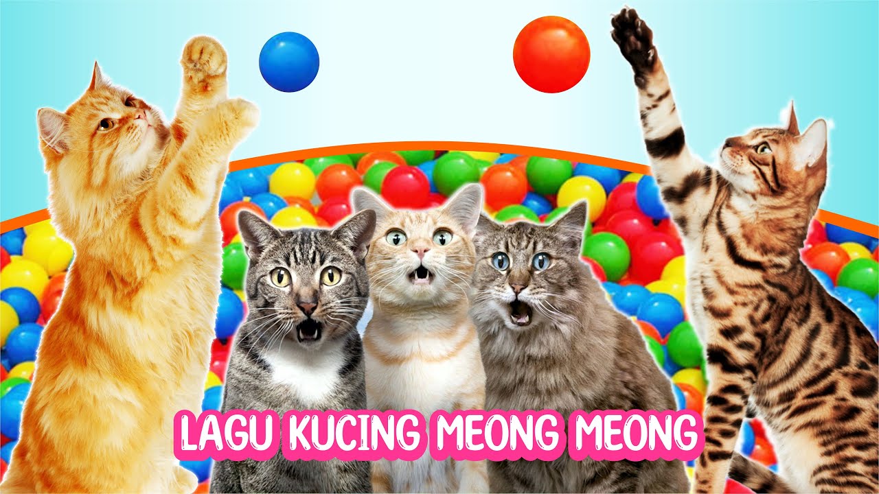 Lagu kucing lucu bermain mandi bola | Lagu anak paling populer - YouTube