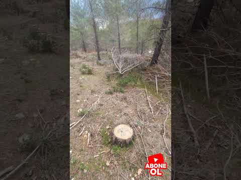 Kuzugöbeği Mantarı Nerelerde Bulunur? Kuzugöbeği Mantarı Nerede Bulunur? #göbek ,#höbelen