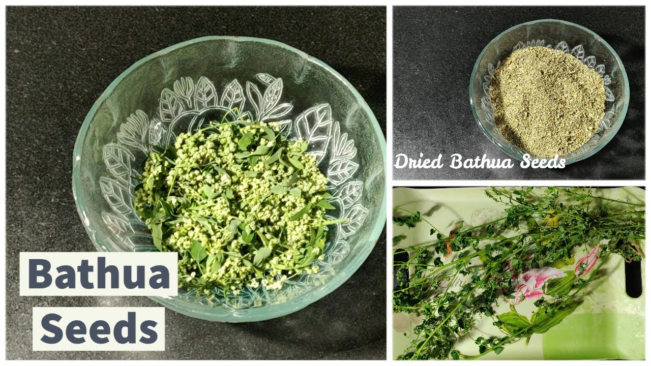 Bathua Plant Seeds for Periods Pain Releif | Home Remedy - YouTube