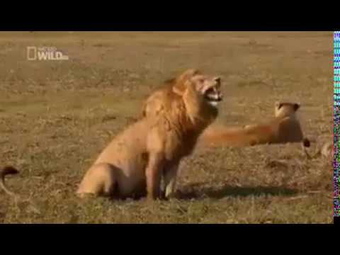 BİR ASLAN GÜLÜMSEDİ 😄 (ASLAN DUBLAJ)