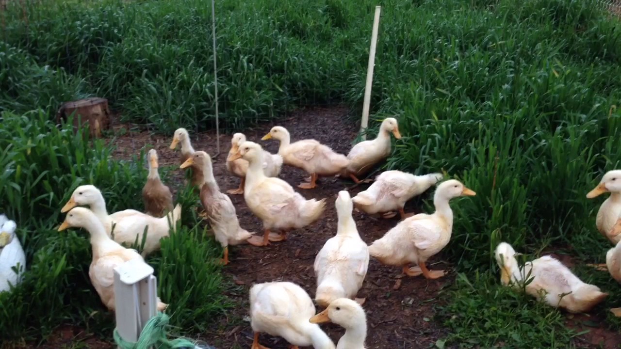 Teenage Pekin Ducks Out on Pasture @ KW Homestead - YouTube