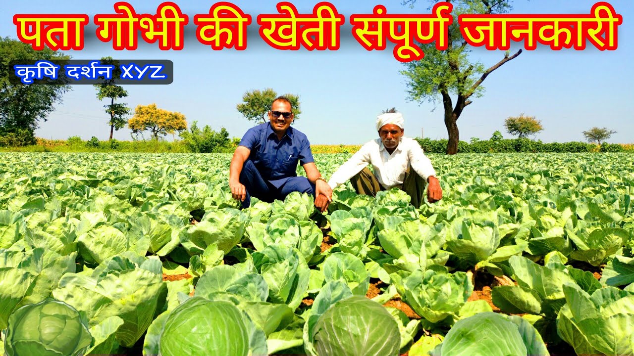 Cabbage farming || पत्ता गोभी की खेती संपूर्ण जानकारी || Patta gobhi ...