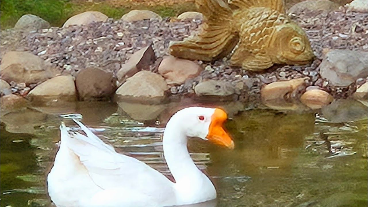 "Nostalgic Morning" 🫠 in Paradise Creek with Goofy Duck George and the ...
